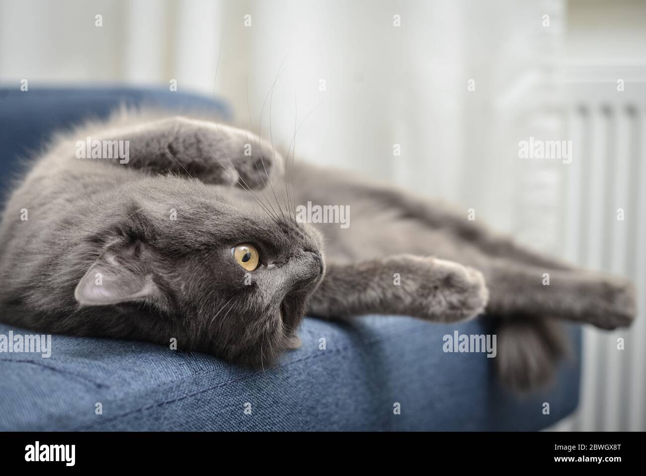Gray cat Nebelung cat is lying on the sofa at home. Nebelung-a rare ...