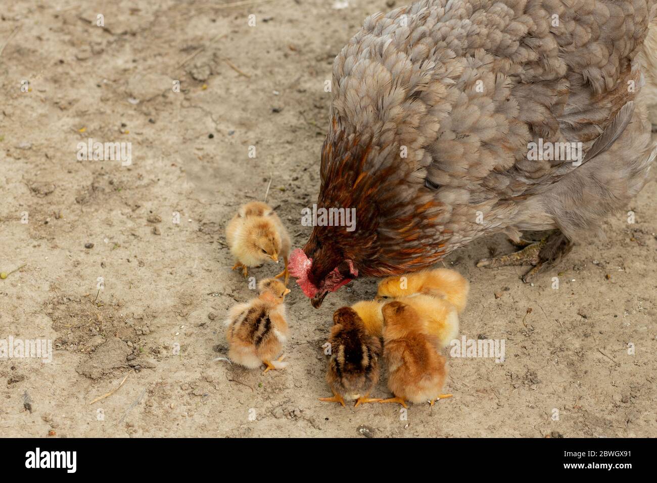Baby Chickens High Resolution Stock Photography and Images - Alamy