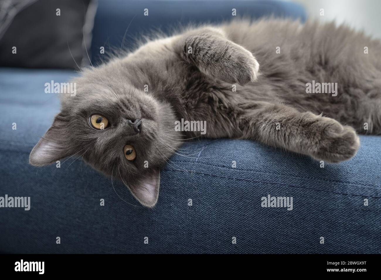 Gray cat Nebelung cat is lying on the sofa at home. Nebelung-a rare ...