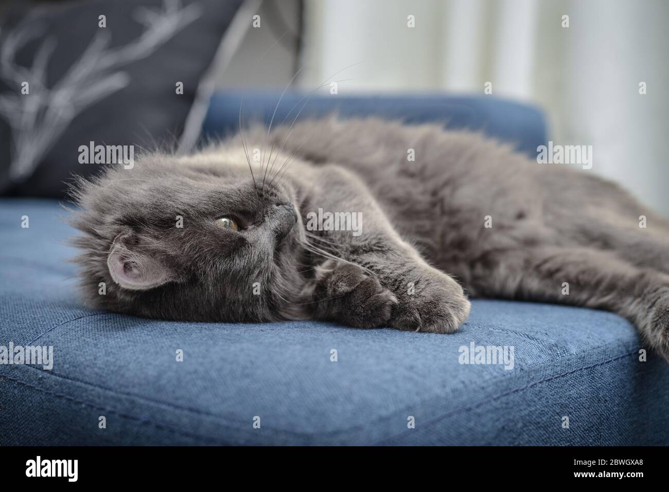 Gray cat Nebelung cat is lying on the sofa at home. Nebelung-a rare ...