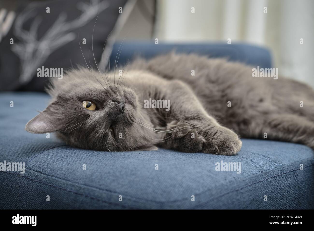 Gray cat Nebelung cat is lying on the sofa at home. Nebelung-a rare ...