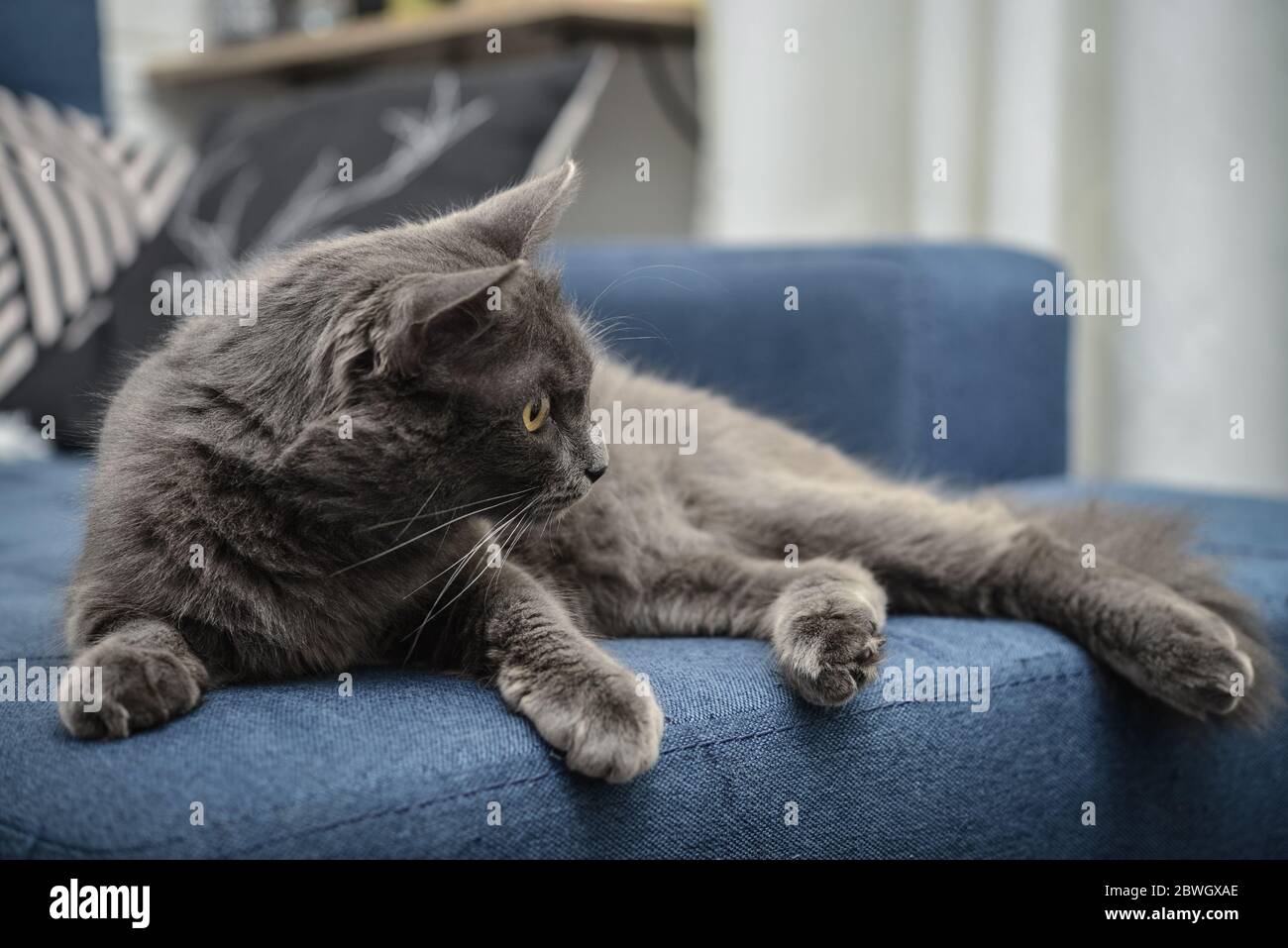 Gray cat Nebelung cat is lying on the sofa at home. Nebelung-a rare ...