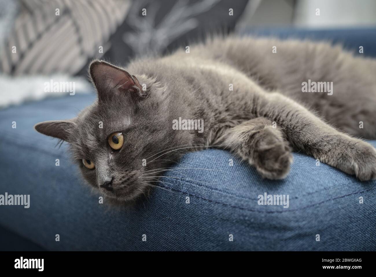 Gray cat Nebelung cat is lying on the sofa at home. Nebelung-a rare ...