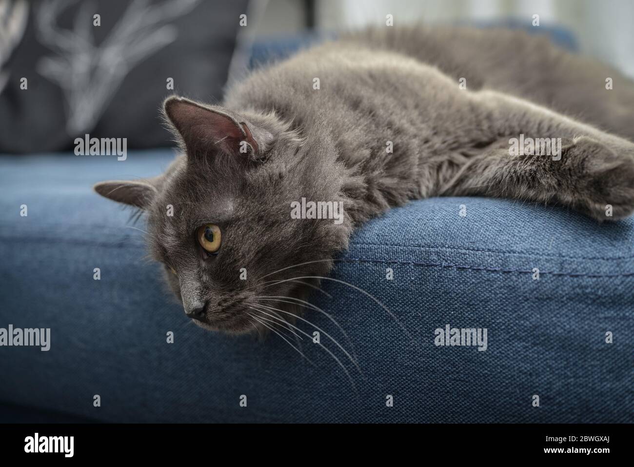 Gray cat Nebelung cat is lying on the sofa at home. Nebelung-a rare ...