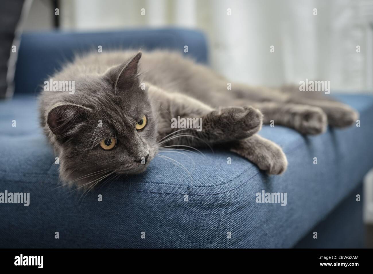 Gray cat Nebelung cat is lying on the sofa at home. Nebelung-a rare ...