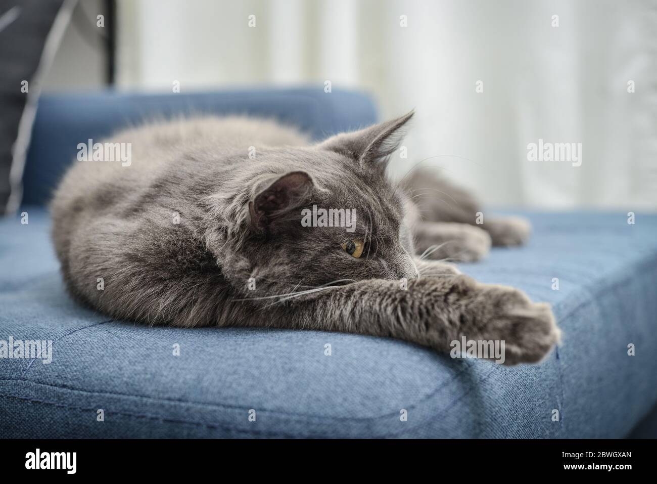 Gray cat Nebelung cat is lying on the sofa at home. Nebelung-a rare ...