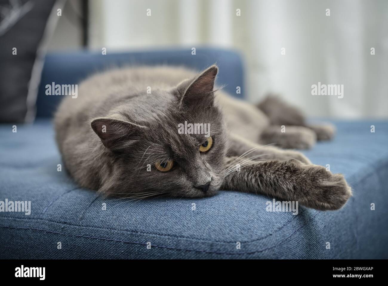Gray cat Nebelung cat is lying on the sofa at home. Nebelung-a rare ...