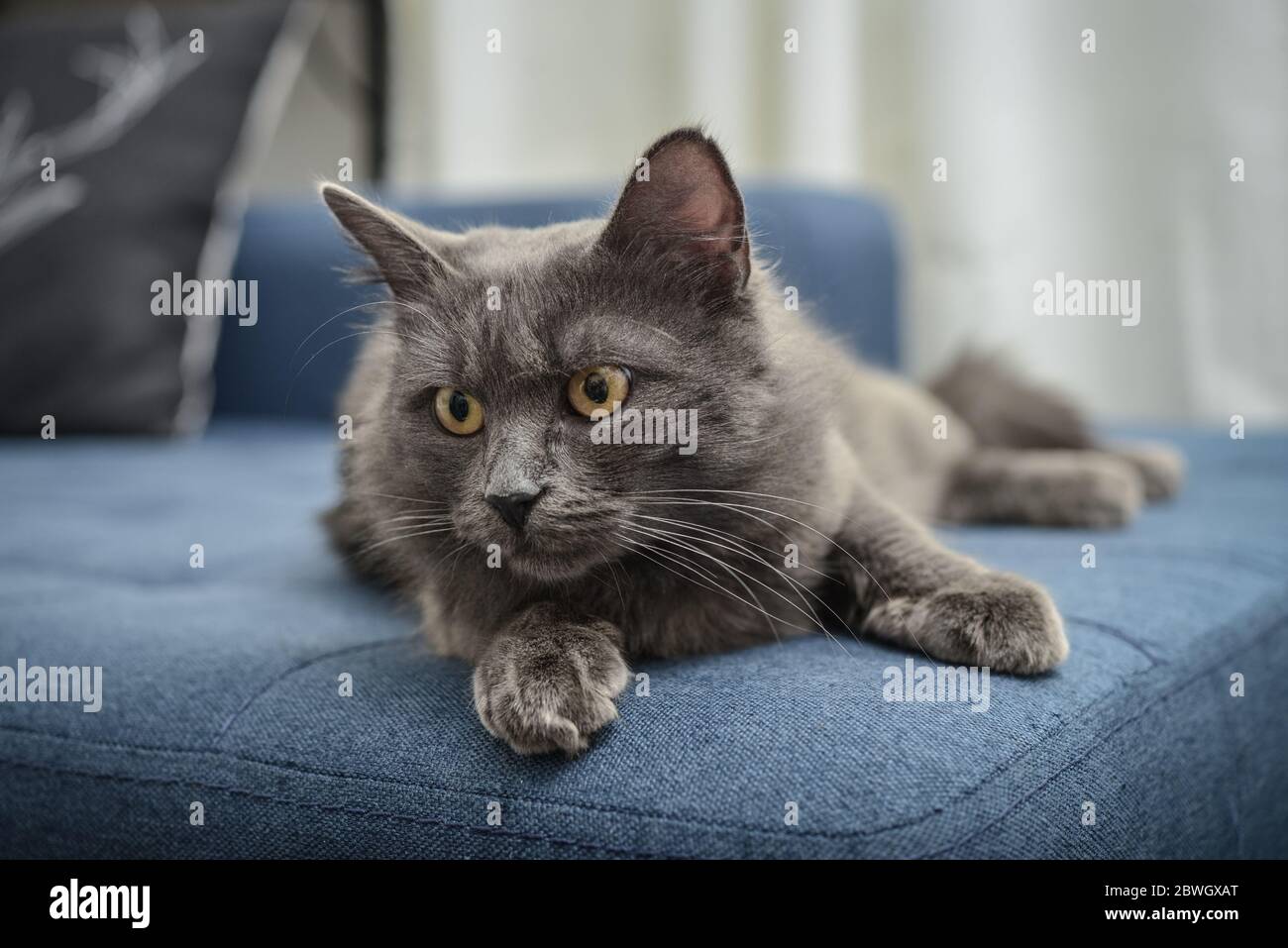 Gray cat Nebelung cat is lying on the sofa at home. Nebelung-a rare ...