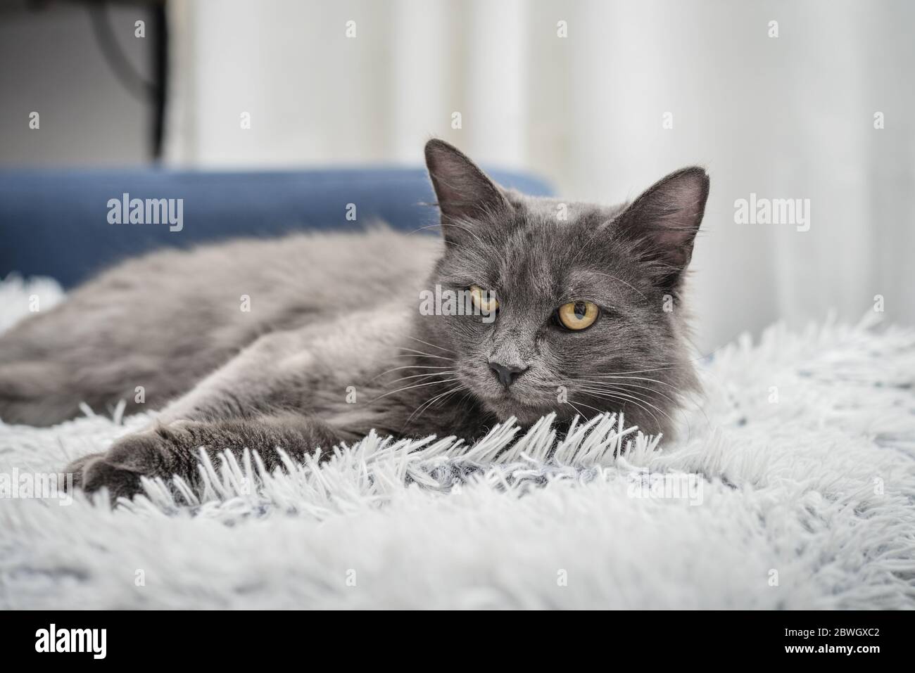 Gray cat Nebelung cat is lying on the sofa at home. Nebelung-a rare ...
