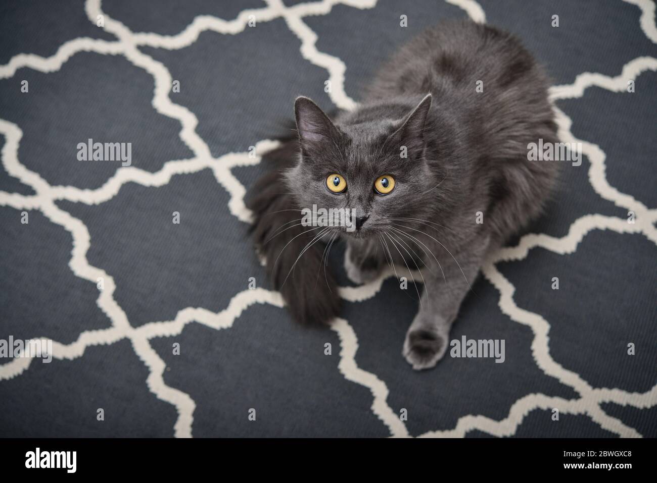 Gray cat Nebelung is sitting on carpet at home. Nebelung-a rare breed ...
