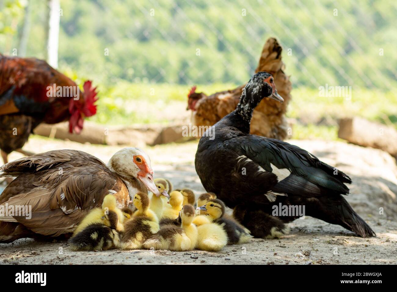 Mother duck with her ducklings. There are many ducklings following the ...