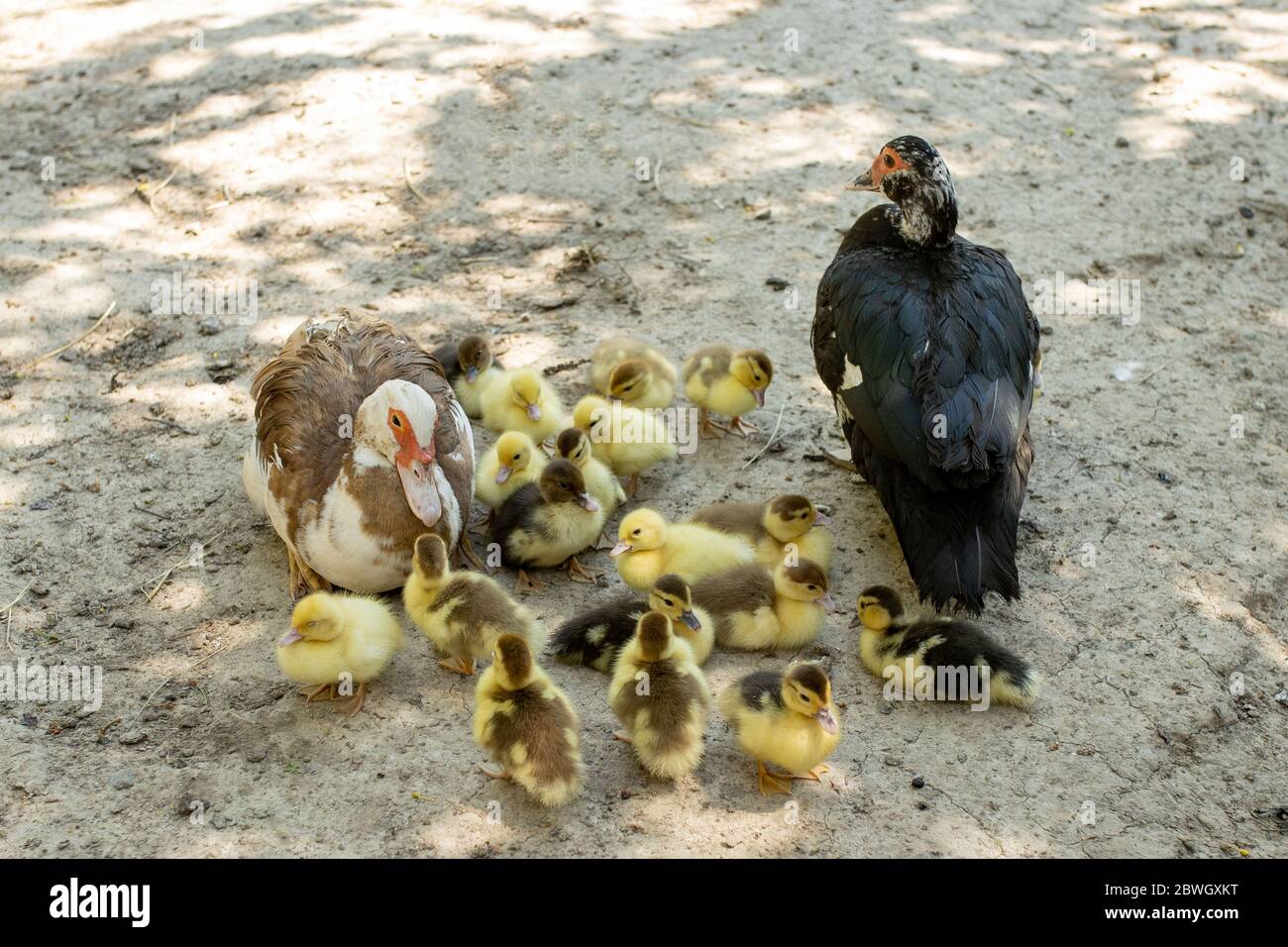 Mother duck with her ducklings. There are many ducklings following the ...
