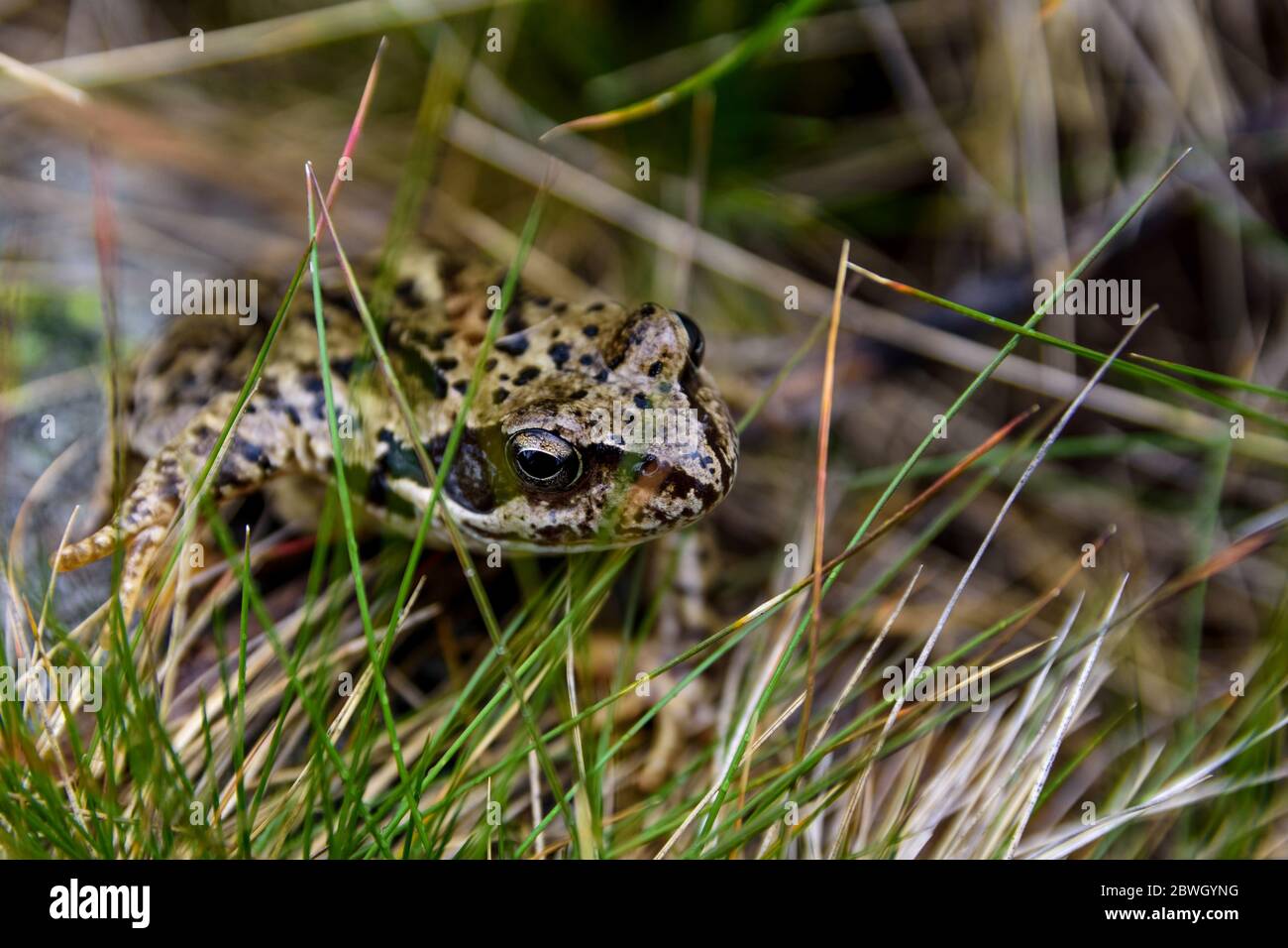 Mountain frog camouflaged behind some grass Stock Photo - Alamy