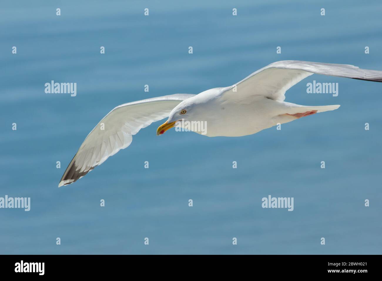 Flight over big waves in hi-res stock photography and images - Alamy