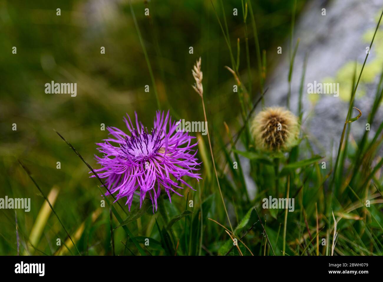 High altitude flower hi-res stock photography and images - Alamy