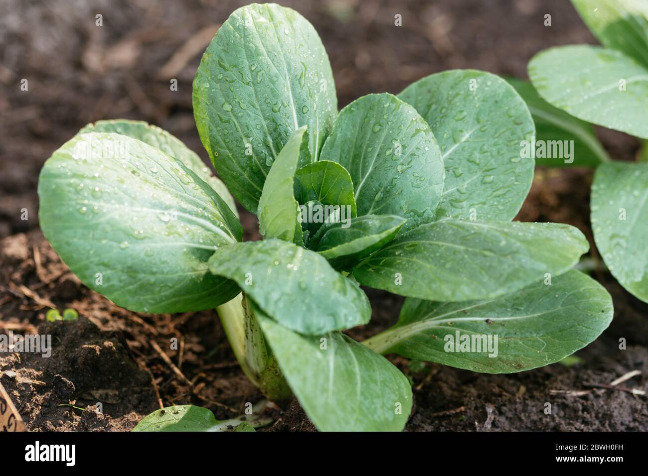 Pak choi growing hi-res stock photography and images - Alamy
