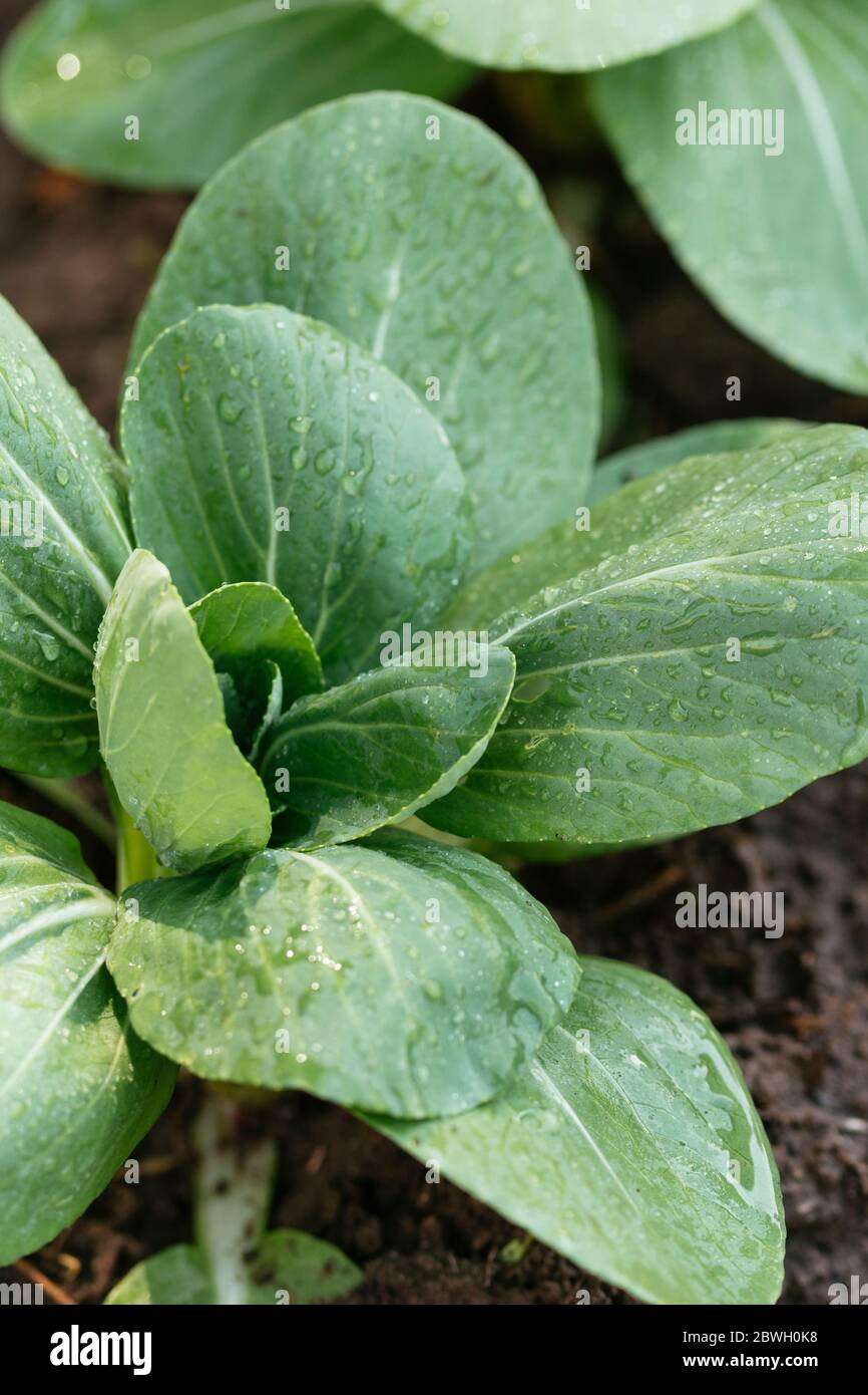 Bok choy plant hi-res stock photography and images - Alamy