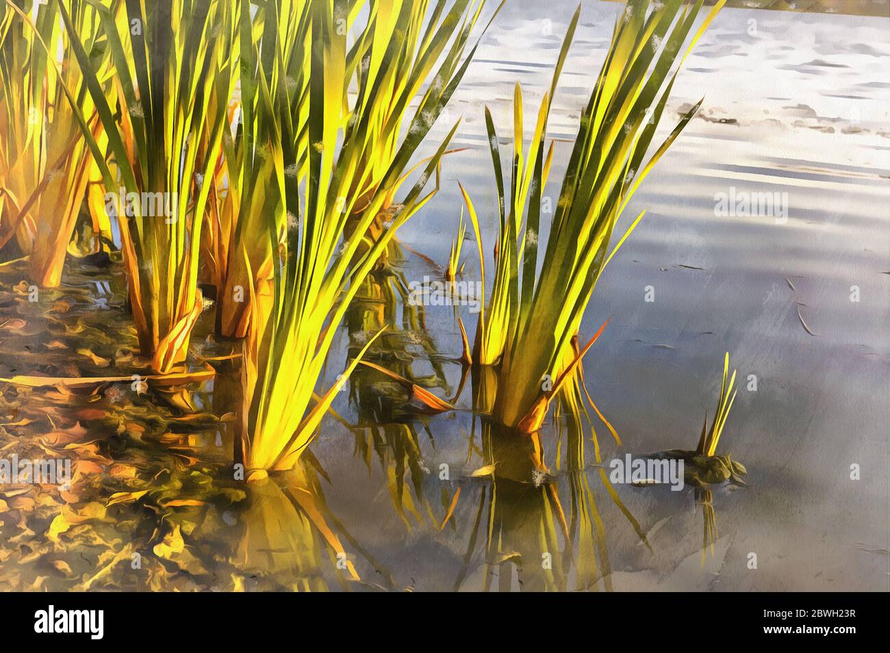 Reed grass in the pond close up view colorful painting looks like ...