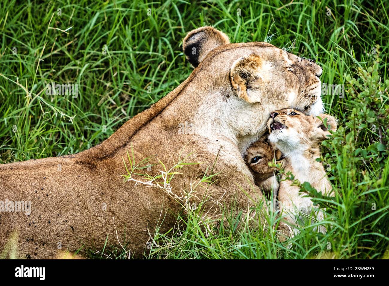 Newborn Lion Cubs With Mother
