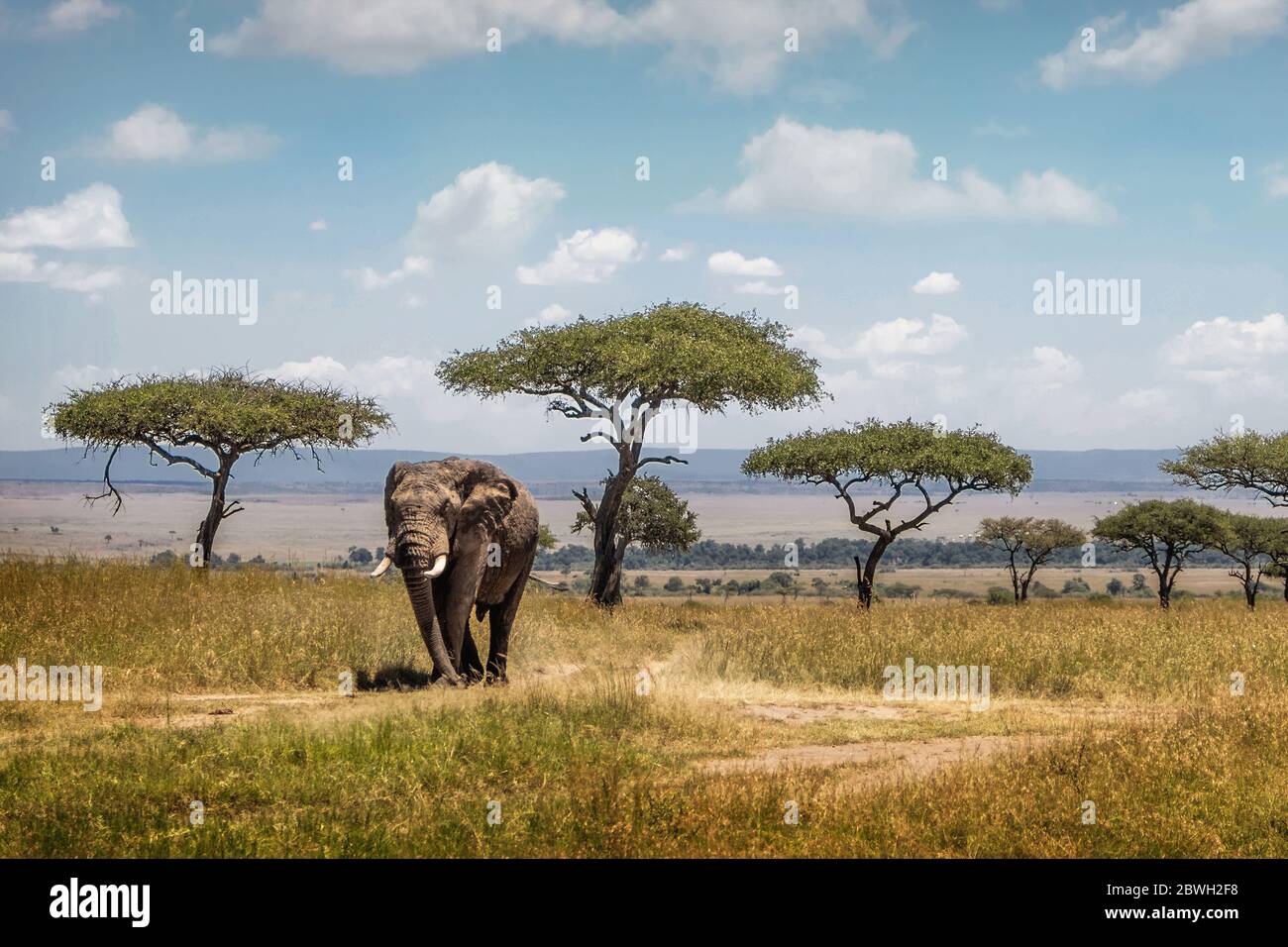 Kenya Africa scene with large elephant walking down path through field ...