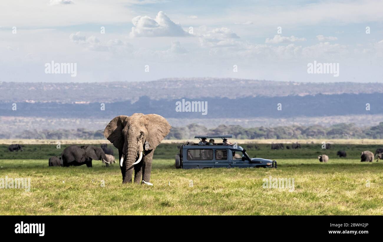 African safari scene with large elephant and unidentifiable tourists in ...