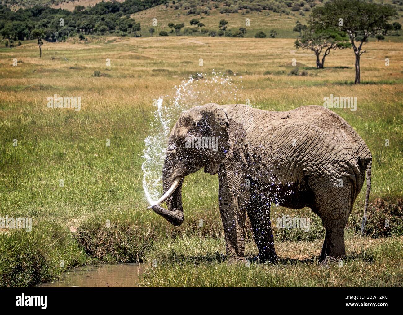 African elephant bathing and spraying water from pond in Amboseli ...