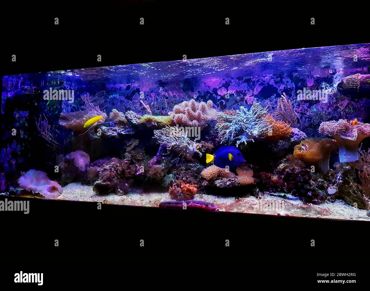 Marine dream coral reef aquarium fish tank Stock Photo - Alamy