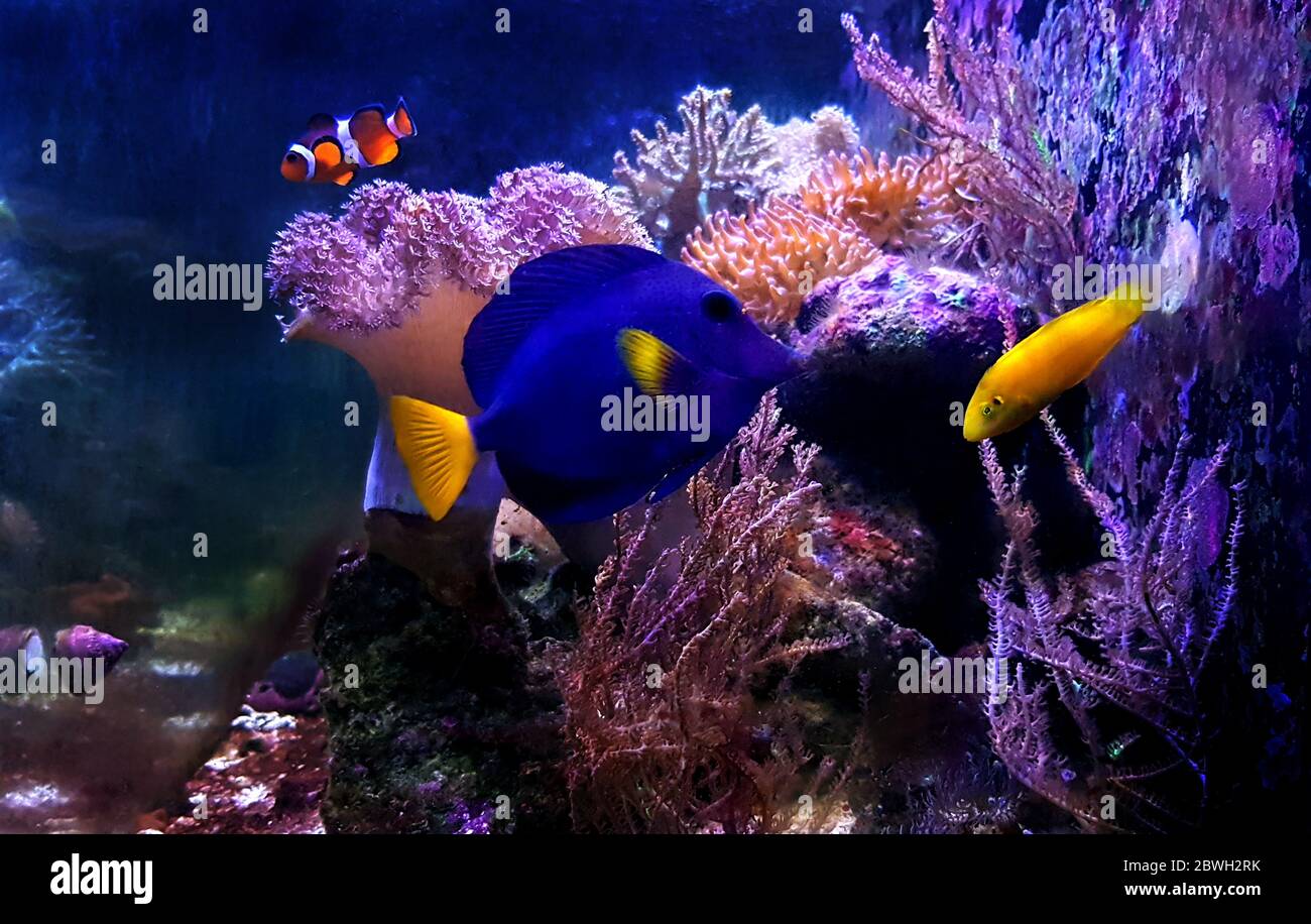 Zebrasoma xanthurum - Yellowtail purple tang swimming in reef aquarium ...