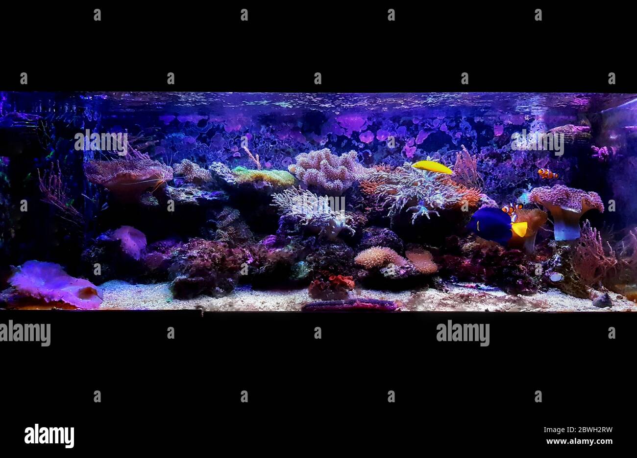 Hobbies tropical fish aquarium hi-res stock photography and images - Alamy