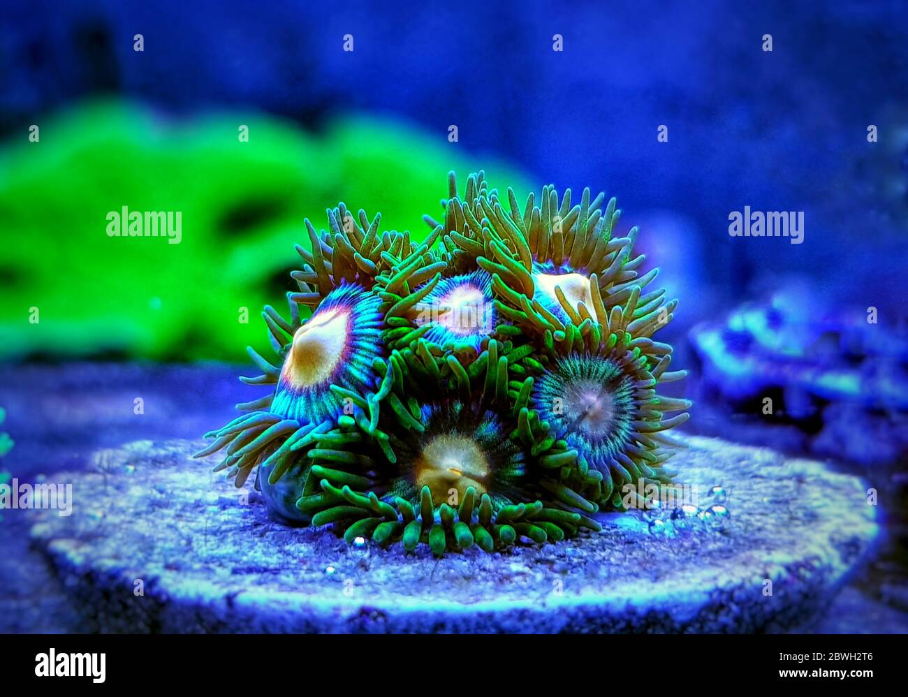 Zoanthids soft polyps - Flowers of the reef aquarium tanks Stock Photo ...