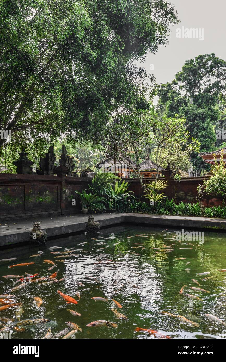 Pond with decorative fish on territory of Holy Spring Water Temple ...