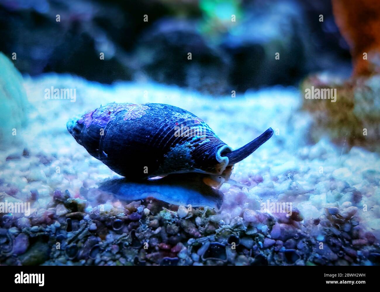 Nassa mud snail (dog whelks) - Nassarius arcularius Stock Photo - Alamy