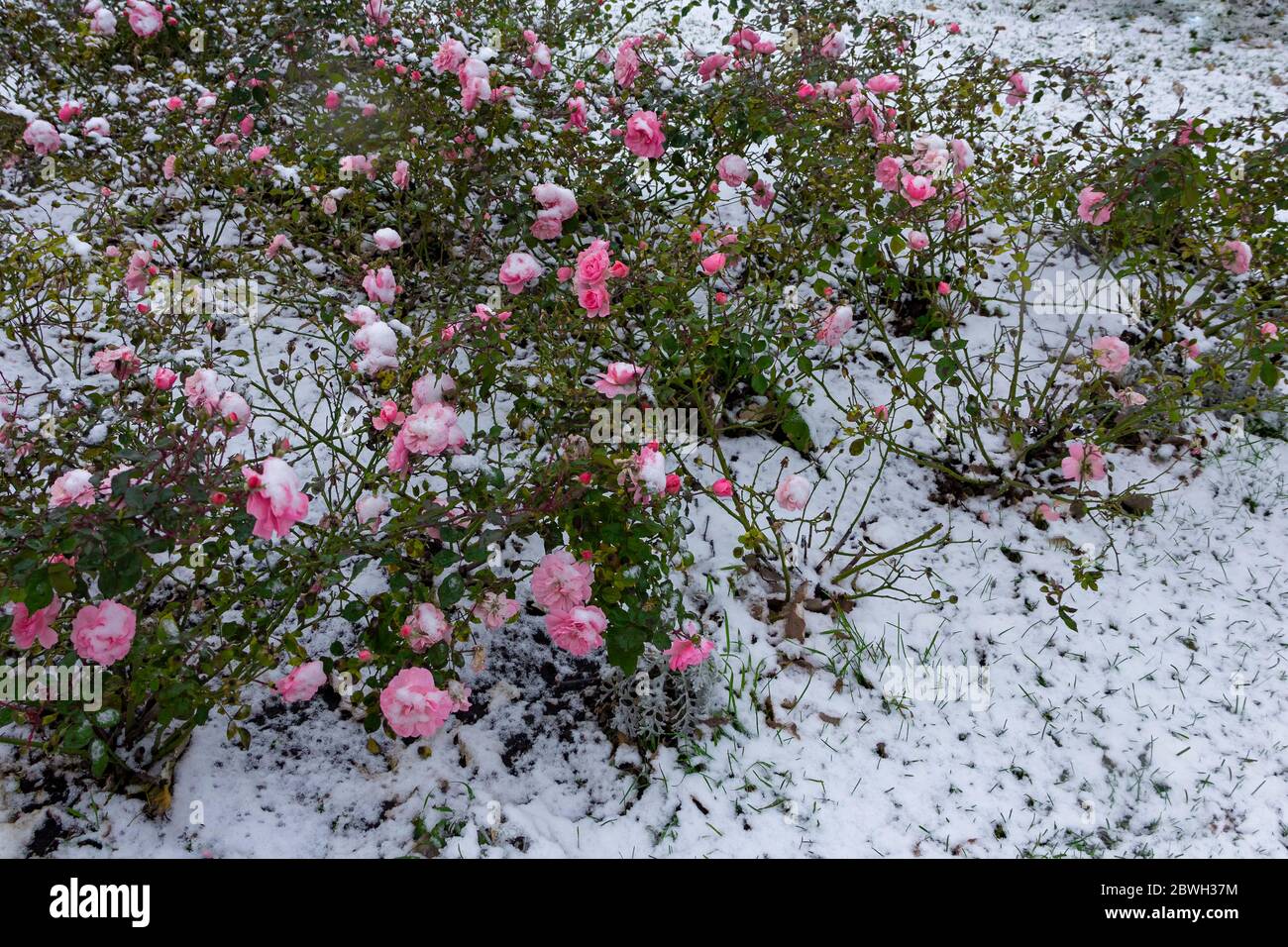 Field under snow first hi-res stock photography and images - Alamy