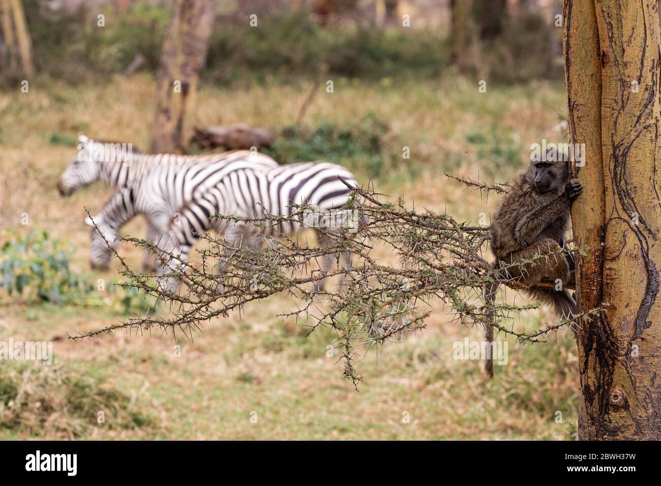 Baboon sitting in a tree in Lake Nakuru Africa with three zebra in ...