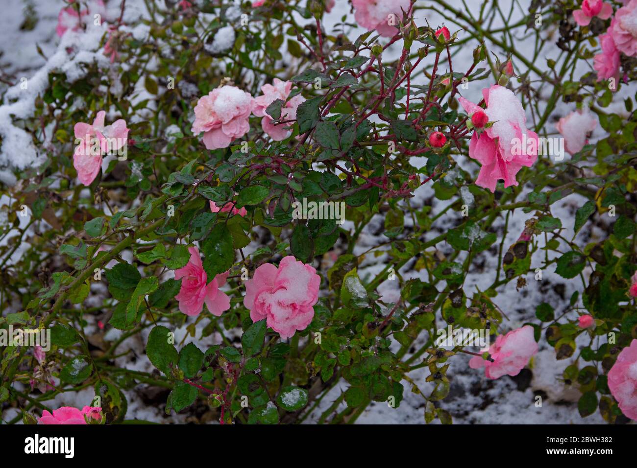 Field under snow first hi-res stock photography and images - Alamy