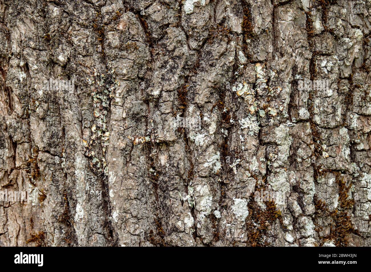 Texture of a tree bark Stock Photo - Alamy