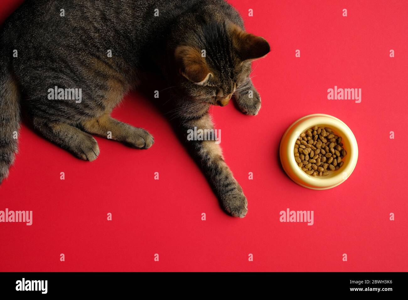 Flat lay composition with with cat and food in bowl on red background ...