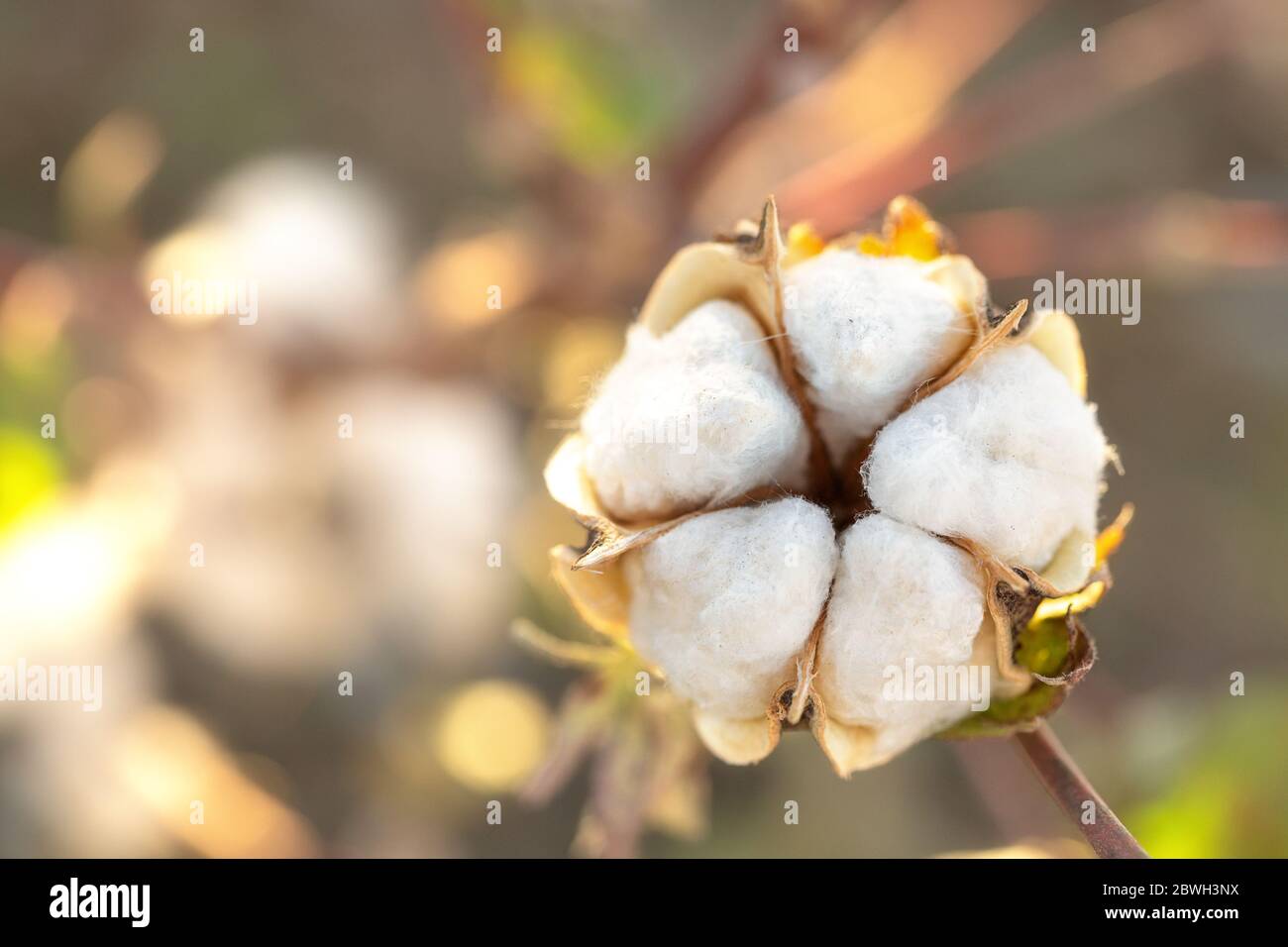 Cotton flower hi-res stock photography and images - Alamy