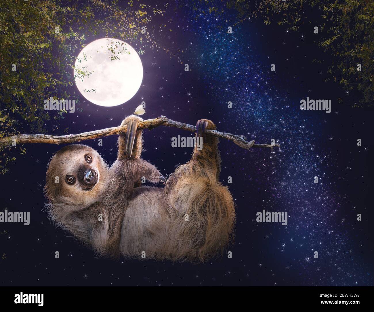 A cute two-toed sloth hanging from a tree branch at night with a full ...