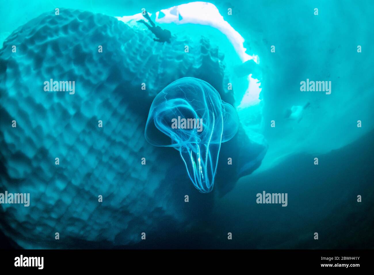 warty comb jelly, sea walnut, Mnemiopsis leidyi, scuba diver and ...