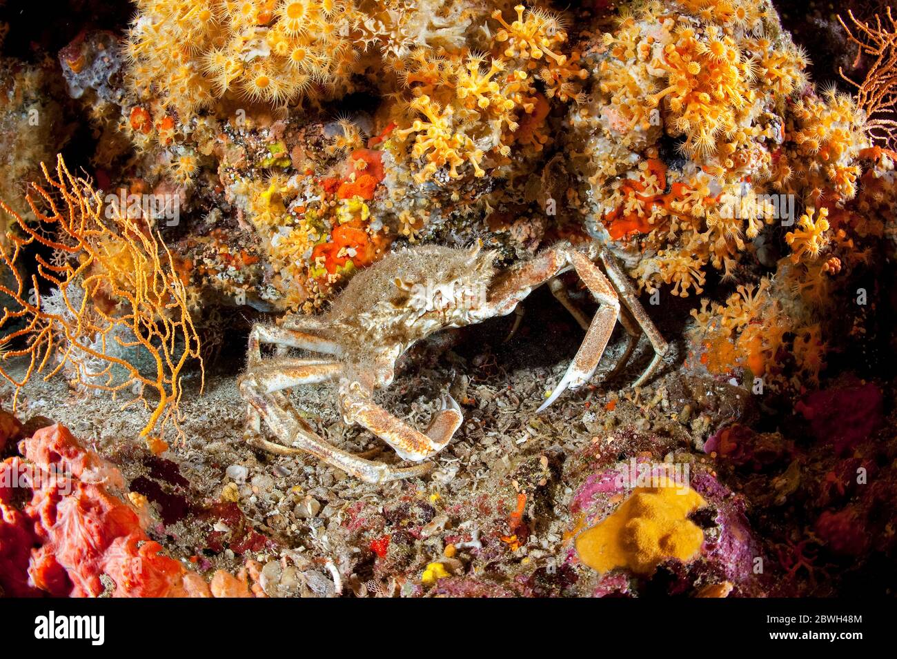 Atlantic spider crab hi-res stock photography and images - Alamy