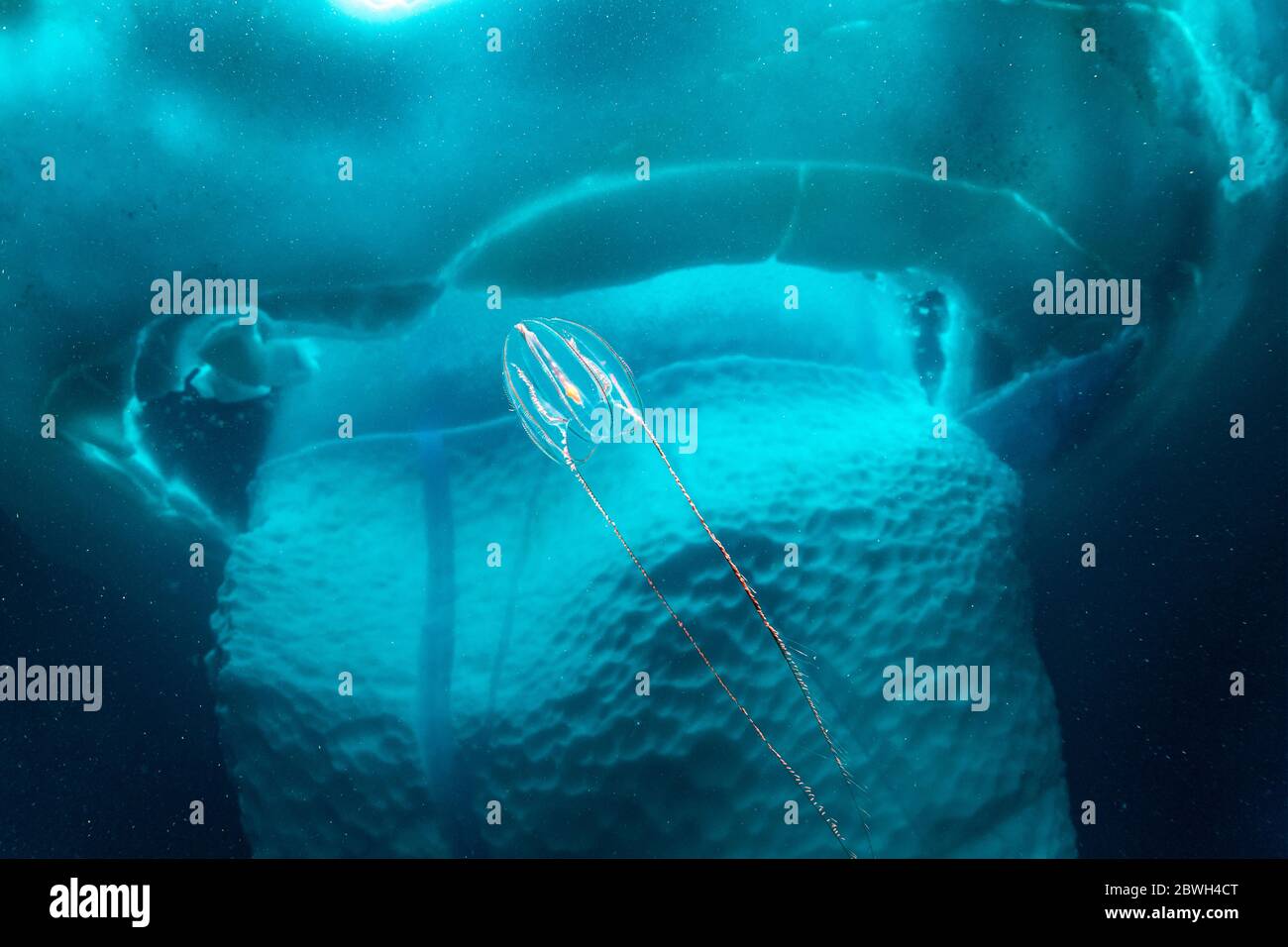 Arctic comb jelly or sea nut, Mertensia ovum, and iceberg, Tasiilaq ...