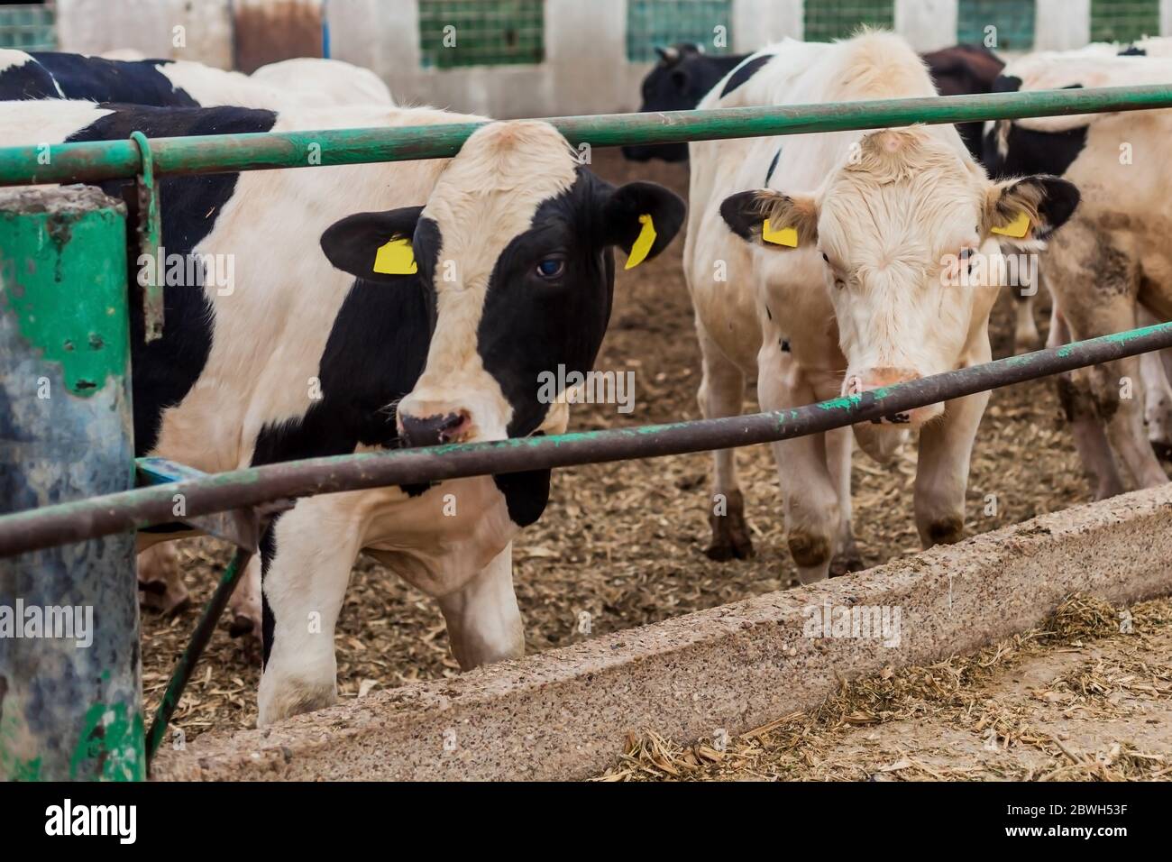 Head of a bull close-up Growing bull-calves into slaughter. A cow on ...