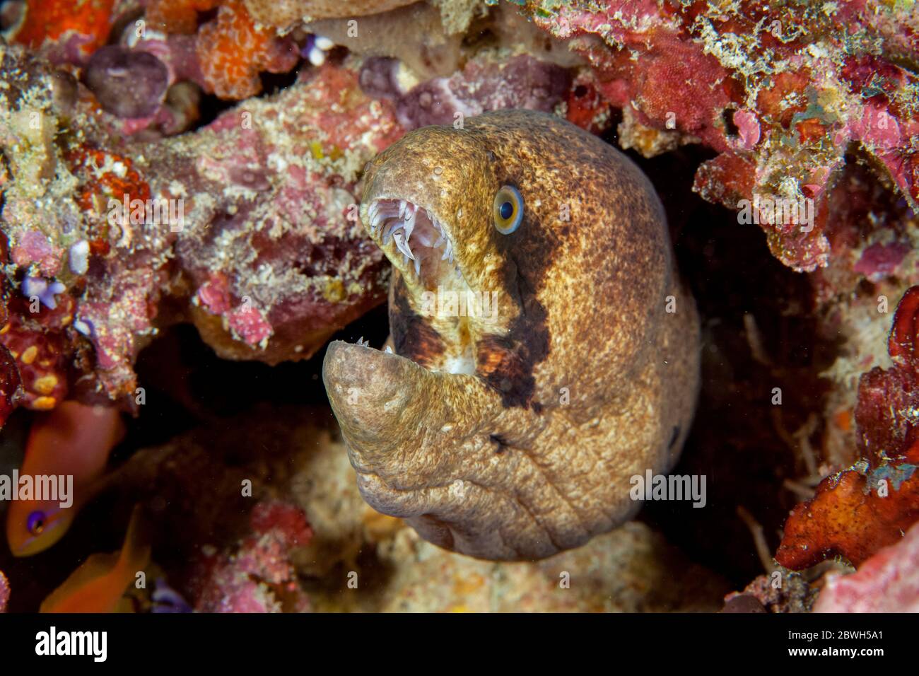 blackcheek moray, or masked moray, Gymnothorax breedeni, Maldives ...
