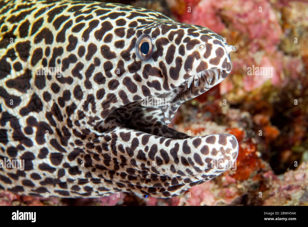 laced moray, leopard moray, tessellate moray, honeycomb moray ...