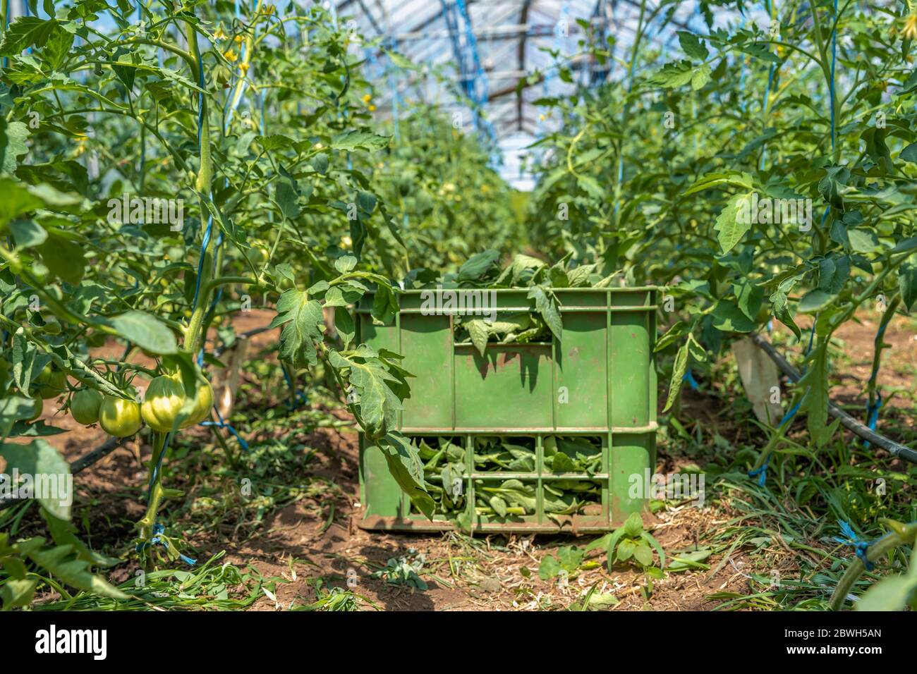 Waste ground weeds hi-res stock photography and images - Alamy