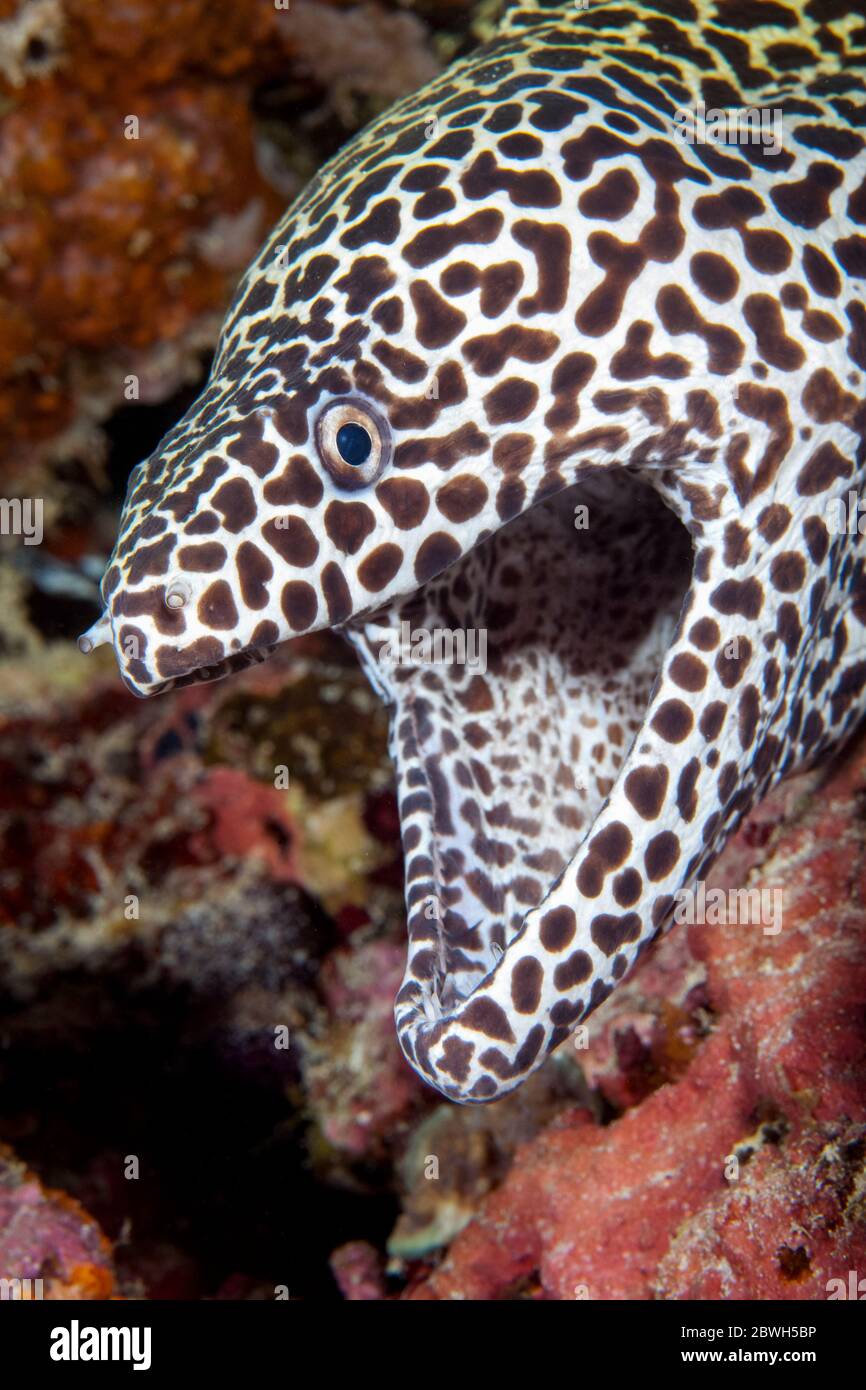 laced moray, leopard moray, tessellate moray, honeycomb moray ...