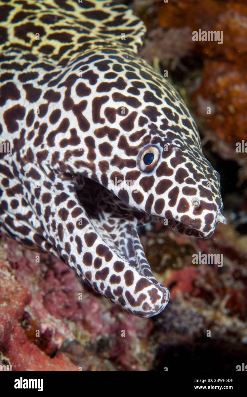 laced moray, leopard moray, tessellate moray, honeycomb moray ...