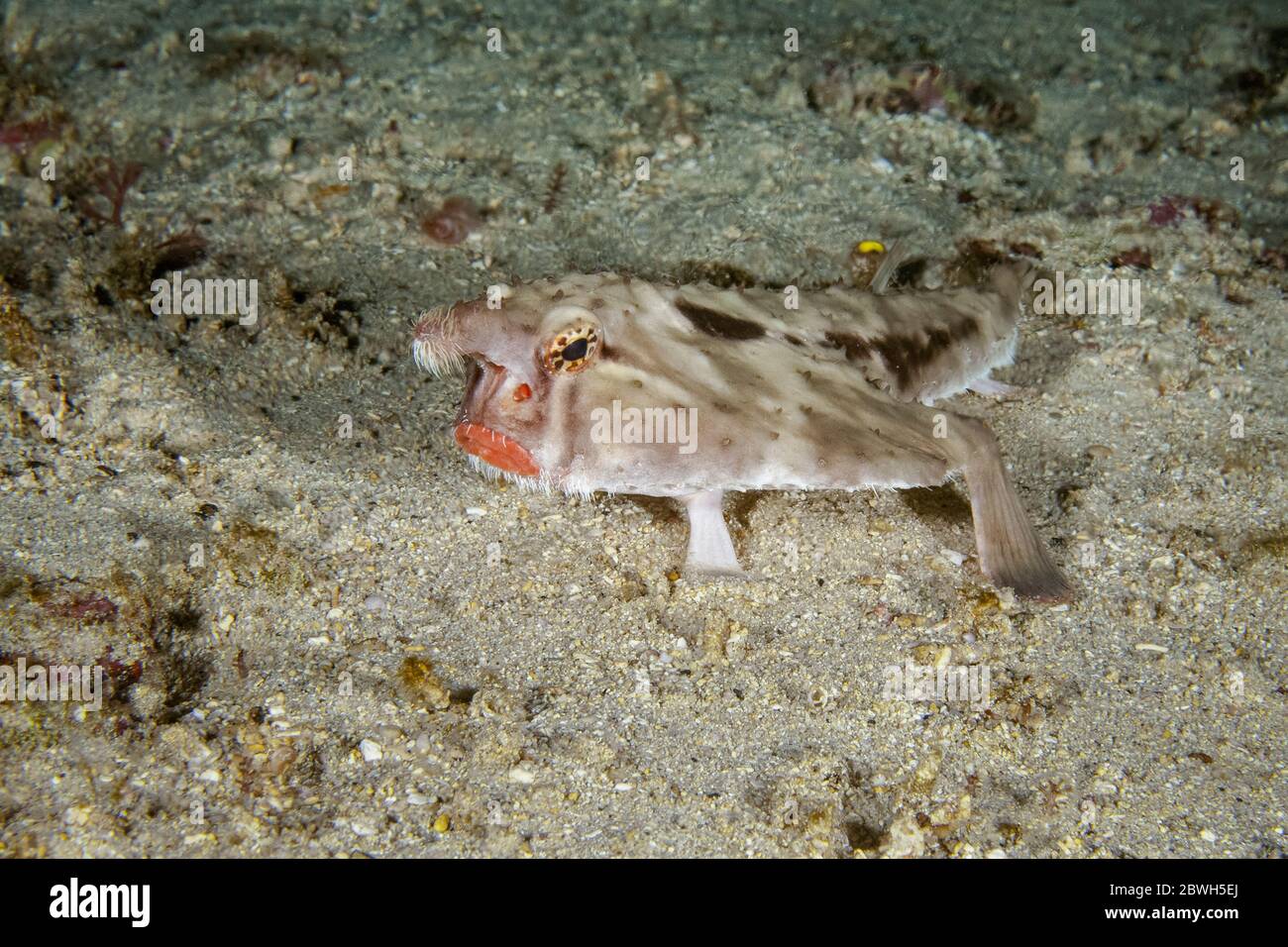 rosy-lipped batfish, Ogcocephalus porrectus, Cocos Island National Park ...