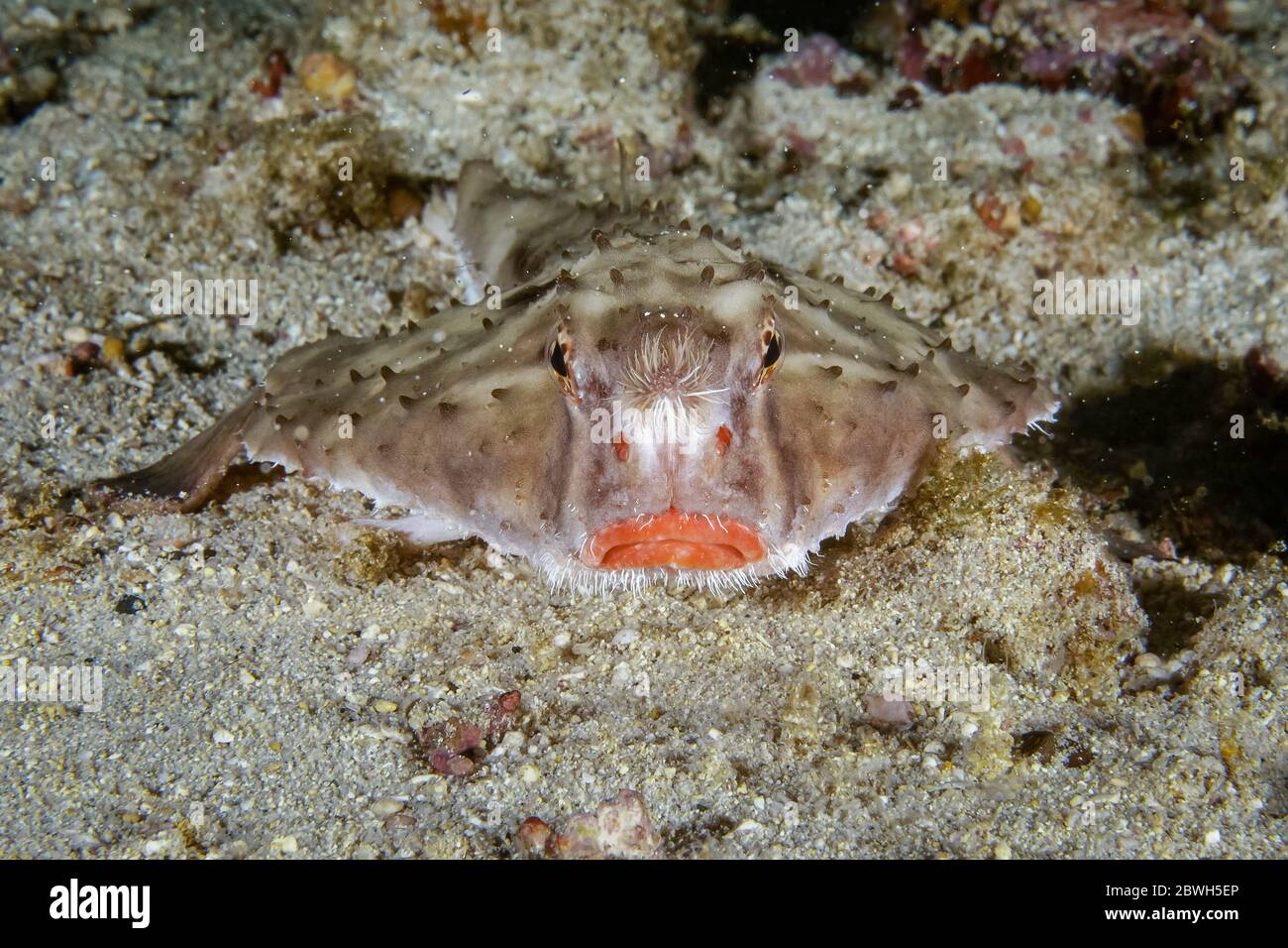 Handfish hi-res stock photography and images - Alamy